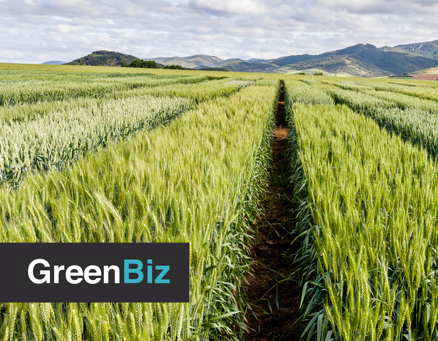 Tiana Ritchell - Daggerwing Group